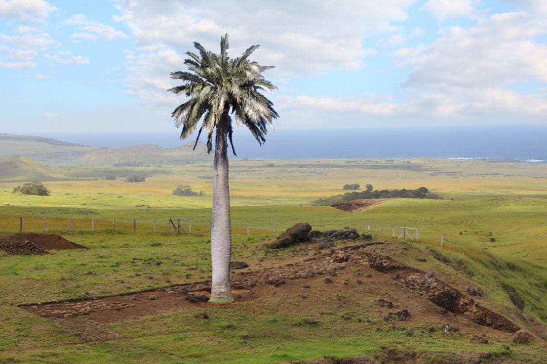 Sacred Trees in Polynesia - moeVarua Rapa Nui