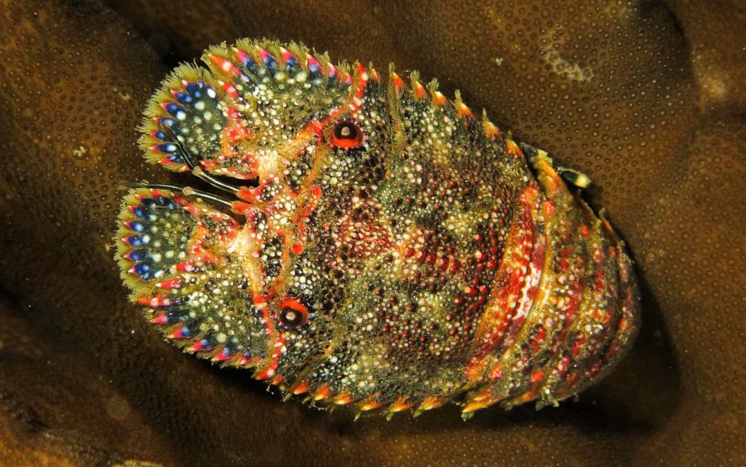 Nighttime Diving on Rapa Nui – When Many Species Awaken - moeVarua Rapa Nui